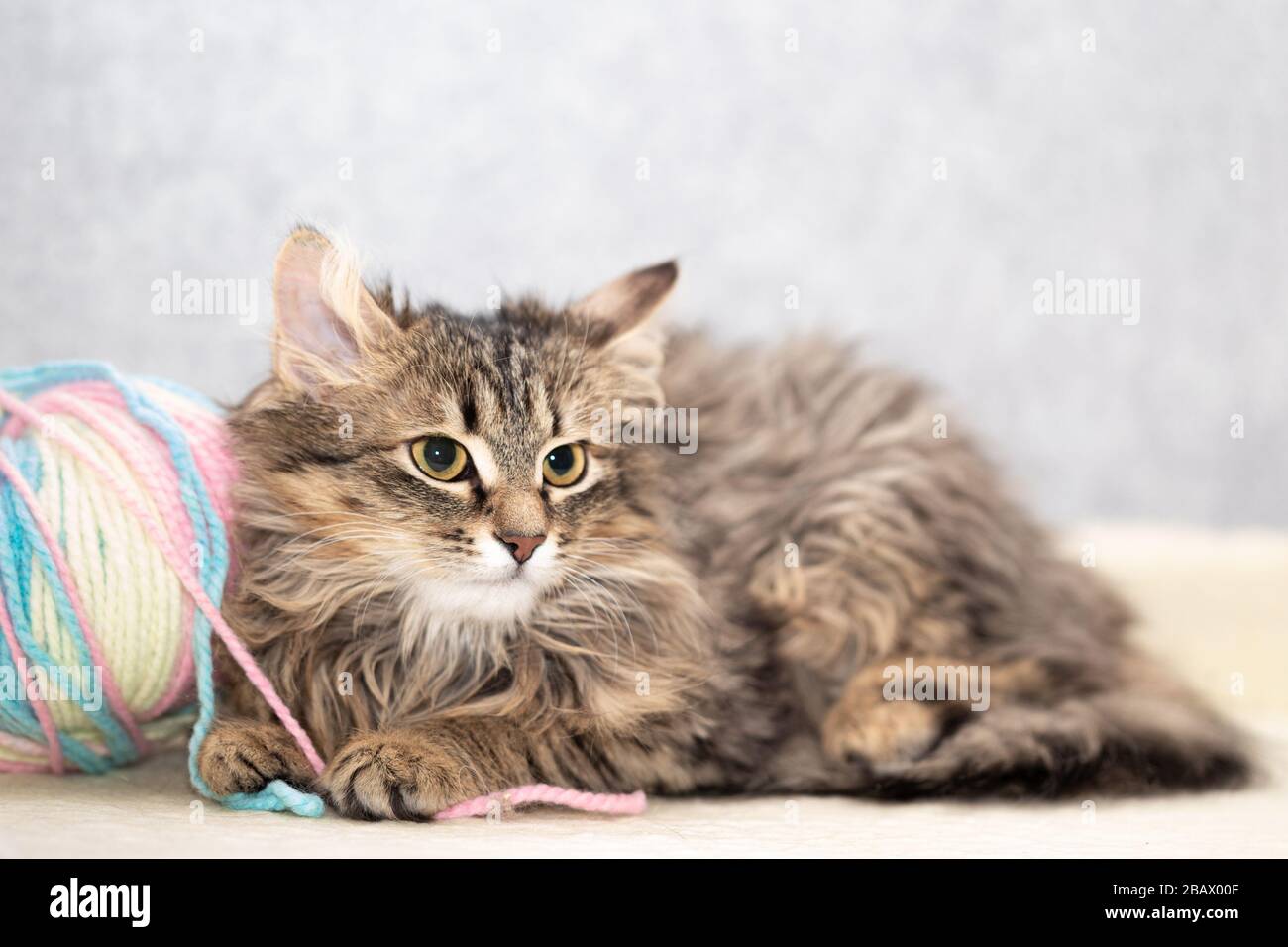 Breedless hi-res stock photography and images - Alamy