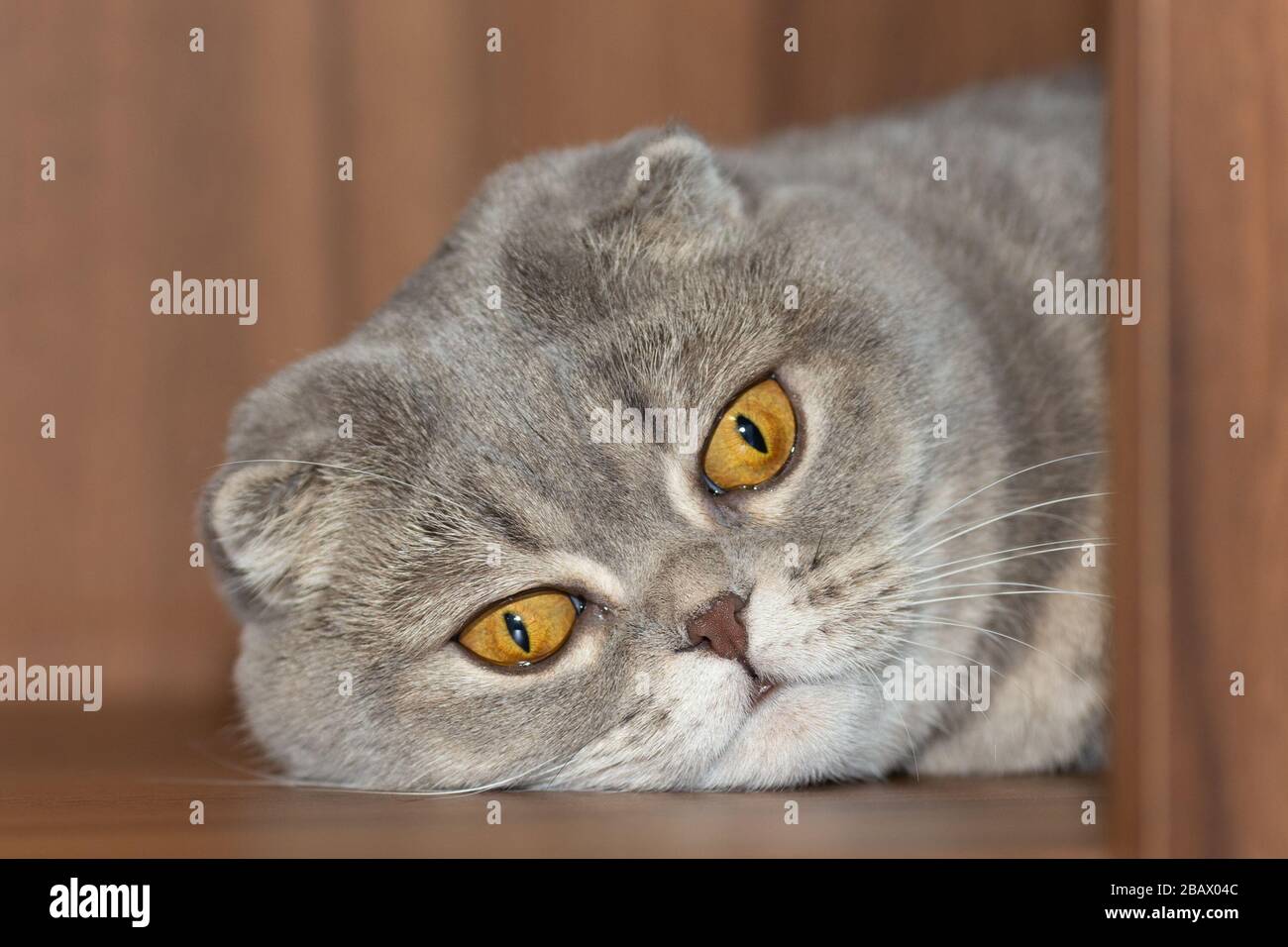 The Scottish Fold cat put his head on the floor and is sad Stock Photo ...
