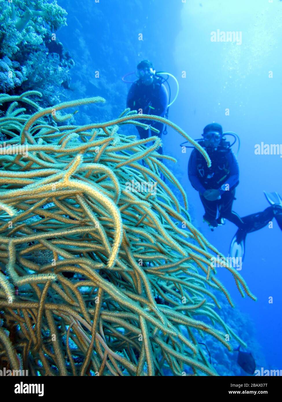 Taucher im Korallenriff und Busch-Gorgonie (Rumphella aggregata), Rotes ...