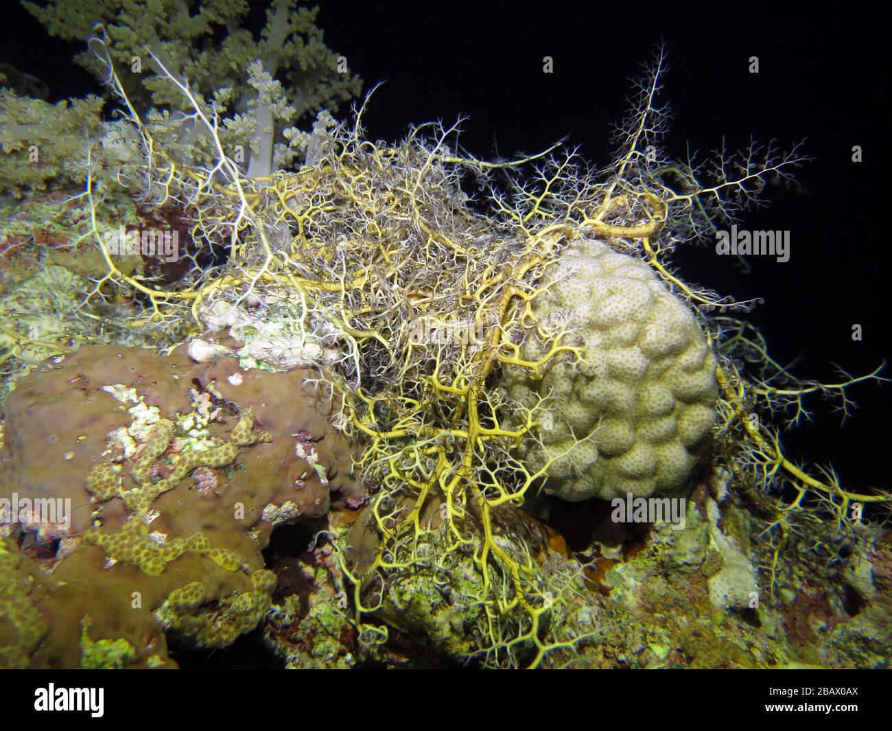 Astroboa nuda hi-res stock photography and images - Alamy