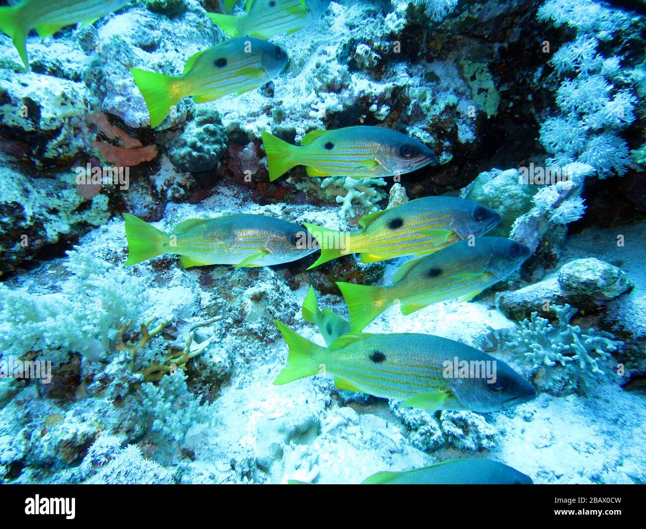 Schwarzpunktschnapper - auch Ehrenbergs Schnapper (Lutjanus ehrenbergii ...