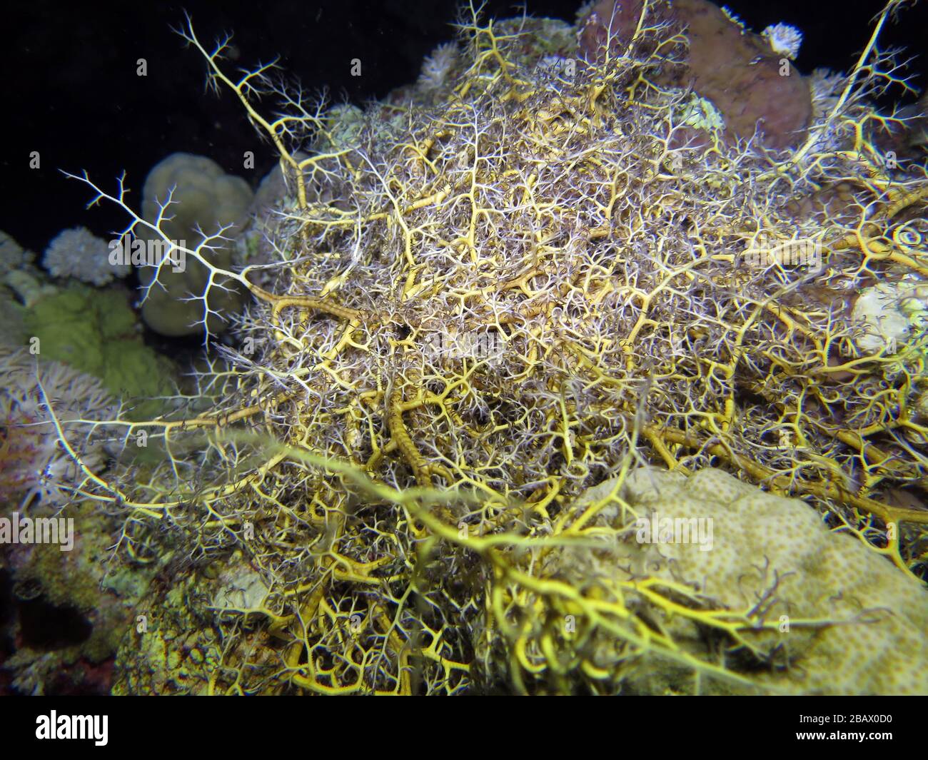 Astroboa nuda hi-res stock photography and images - Alamy