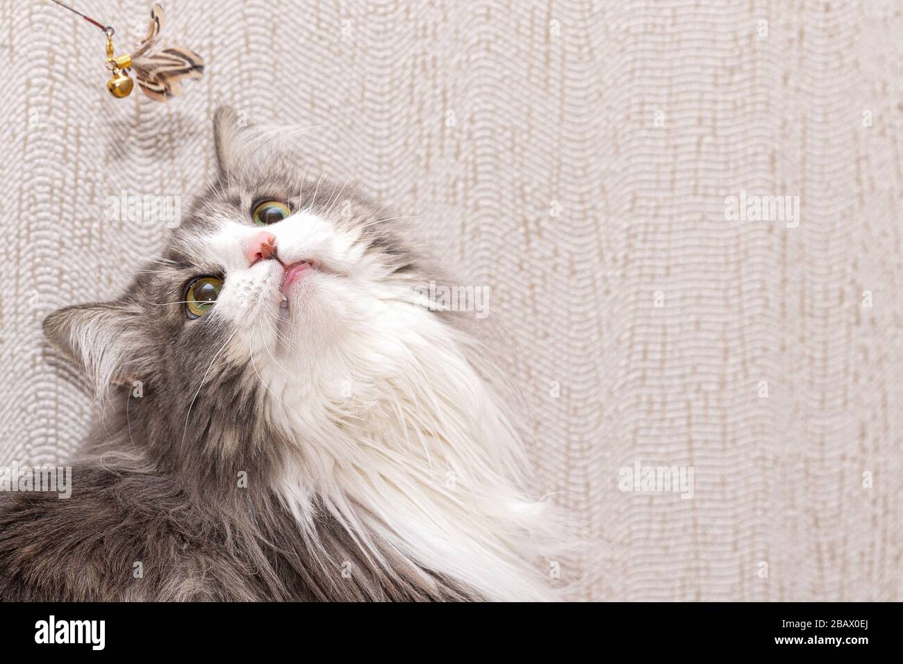 Fluffy cat looks up hi-res stock photography and images - Alamy