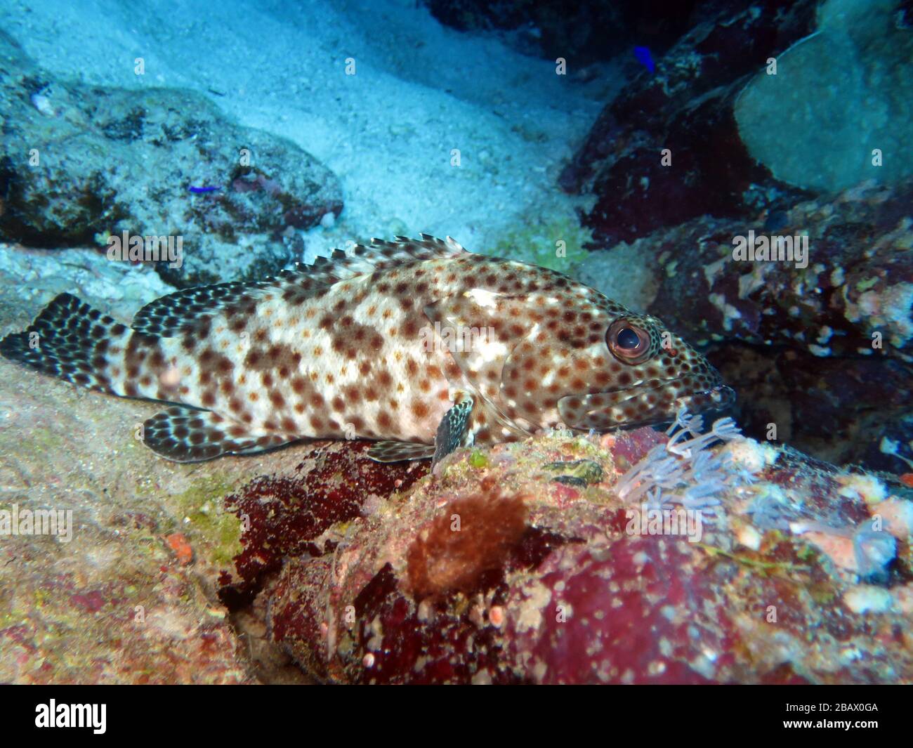 Zackenbarsch hi-res stock photography and images - Alamy