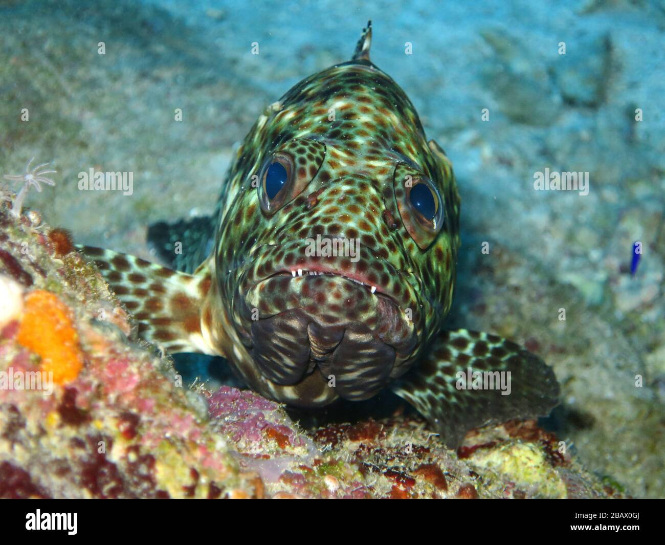 Zackenbarsch hi-res stock photography and images - Alamy