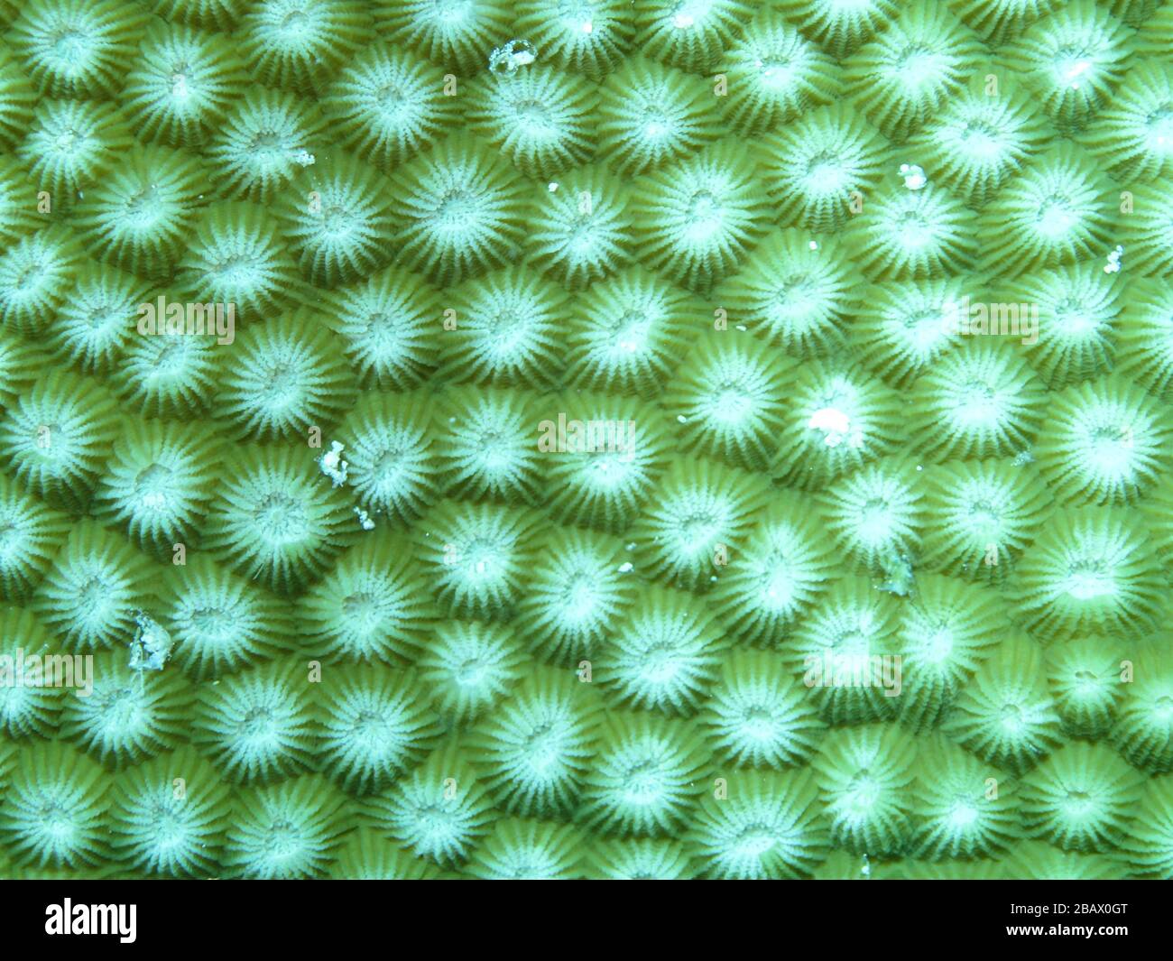 Strahlenkoralle - Diploastrea heliopora Stock Photo - Alamy