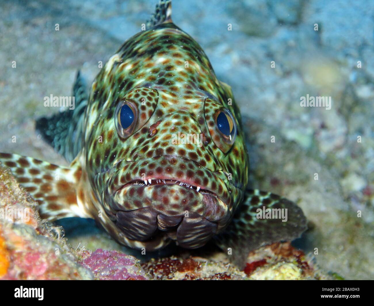 Zackenbarsch hi-res stock photography and images - Alamy