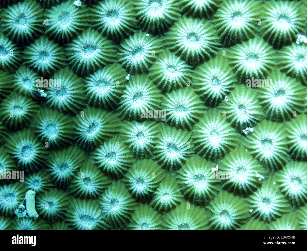 Heliopora hi-res stock photography and images - Alamy