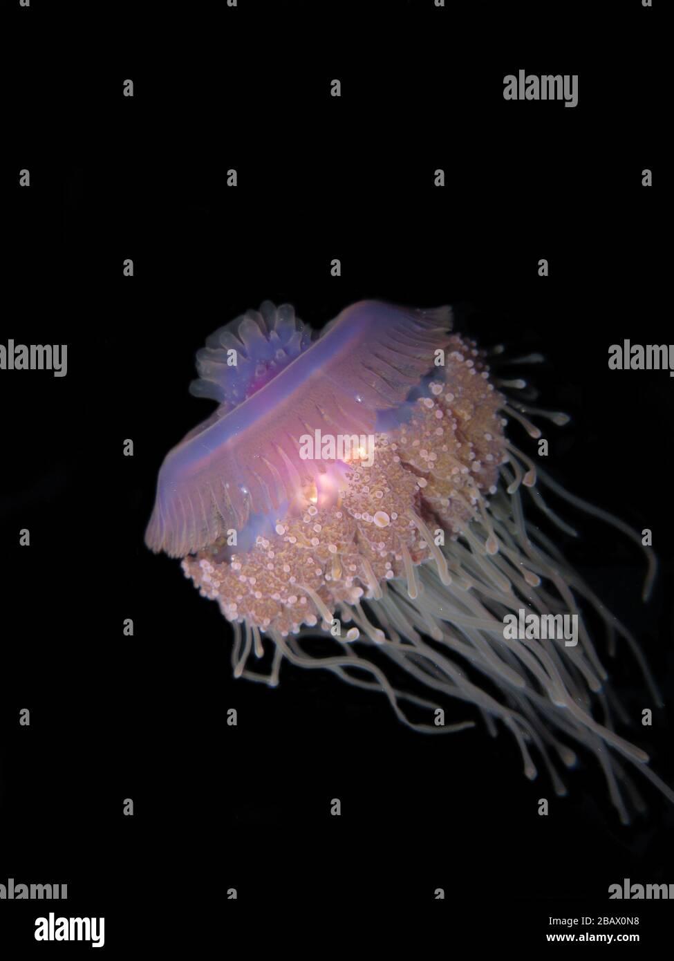 Kronenqualle Netrostoma setouchina, Rotes Meer, Ägypten Stock Photo - Alamy