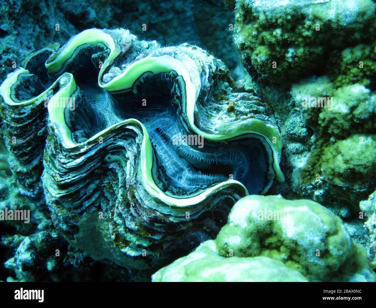 Squamosa muschel hi-res stock photography and images - Alamy