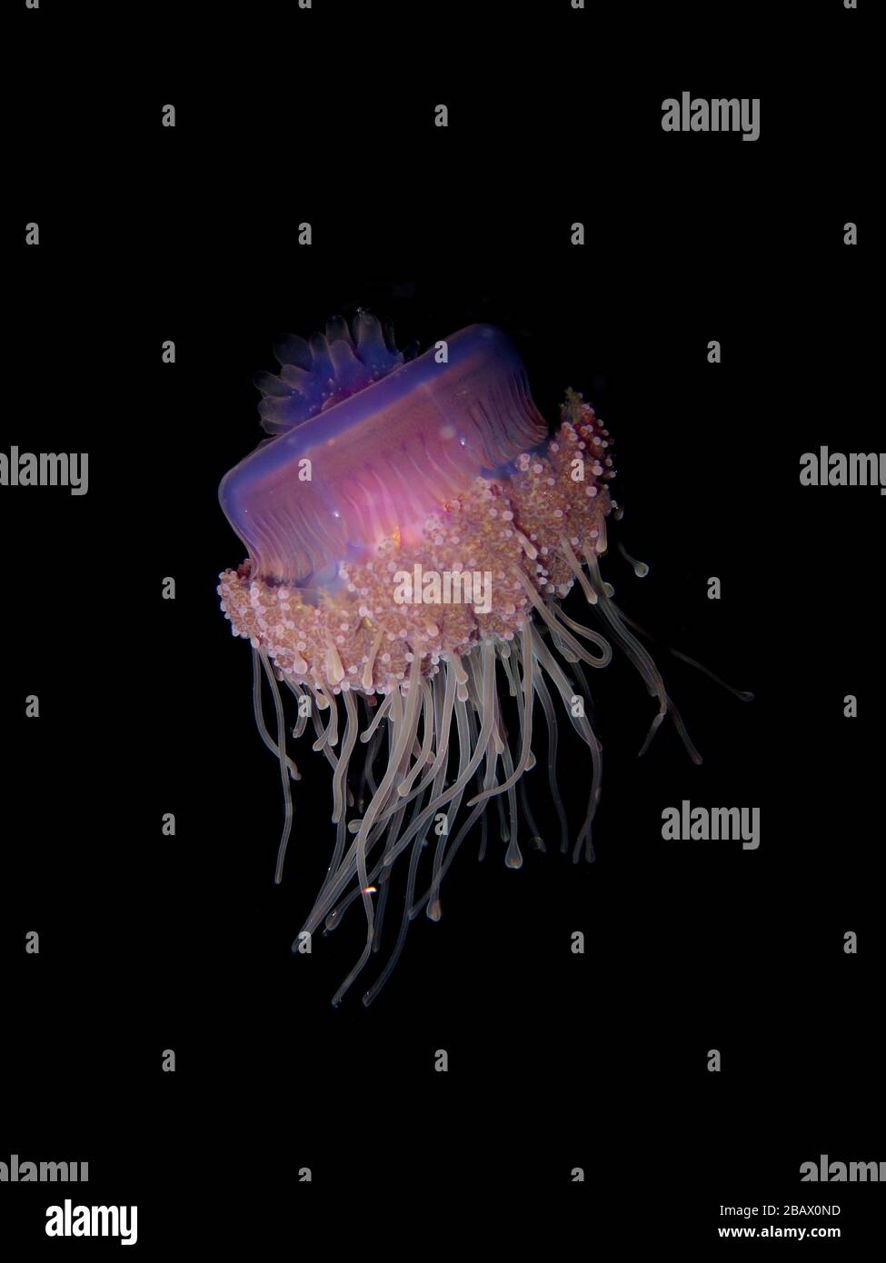 Netrostoma hi-res stock photography and images - Alamy