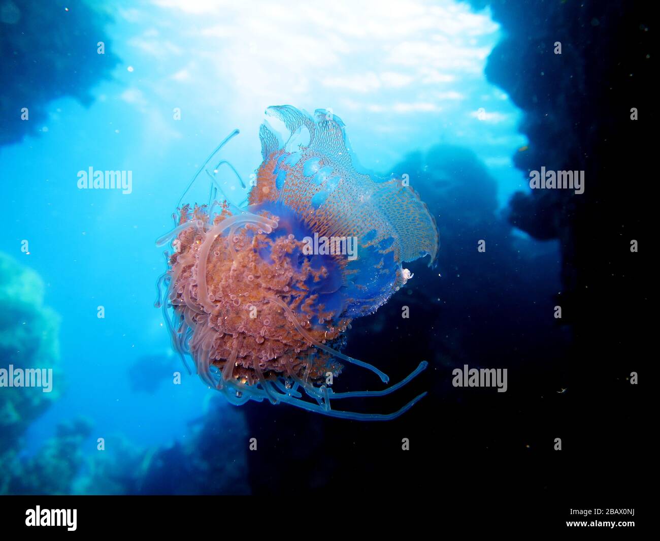 Kronenqualle Netrostoma setouchina, Ägypten Stock Photo - Alamy