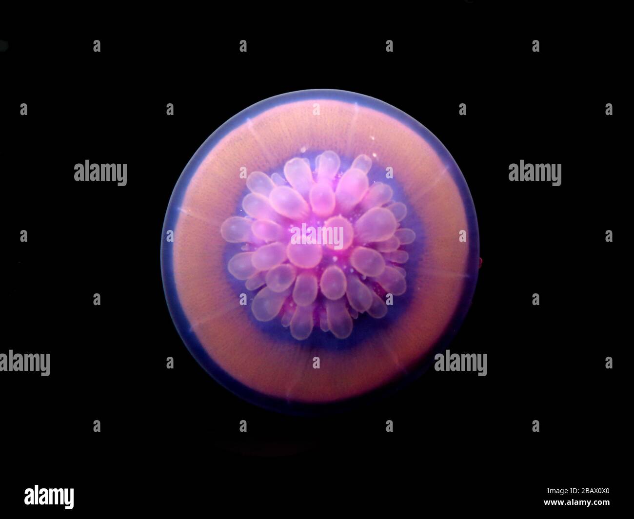 Kronenqualle Netrostoma setouchina, Rotes Meer, Ägypten Stock Photo - Alamy