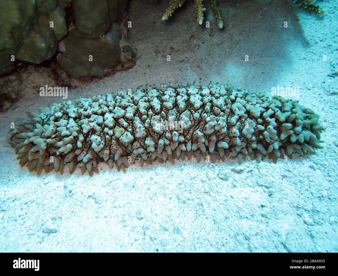 Ananas-Seewalze - Thelenota ananas Stock Photo - Alamy