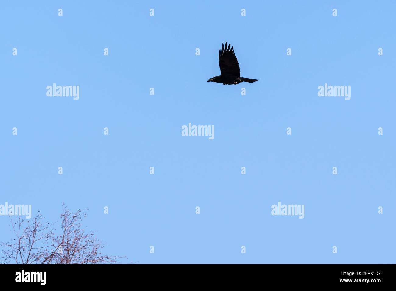 Angry raven hi-res stock photography and images - Alamy