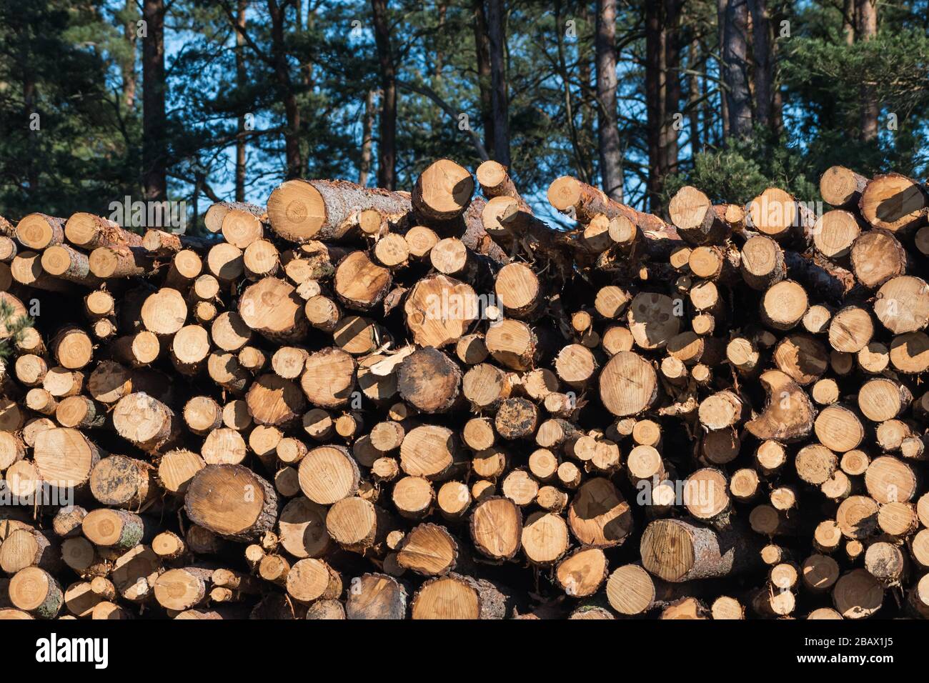 Pulpwood biomass stacked in a logpile in a pine tree forest Stock Photo ...