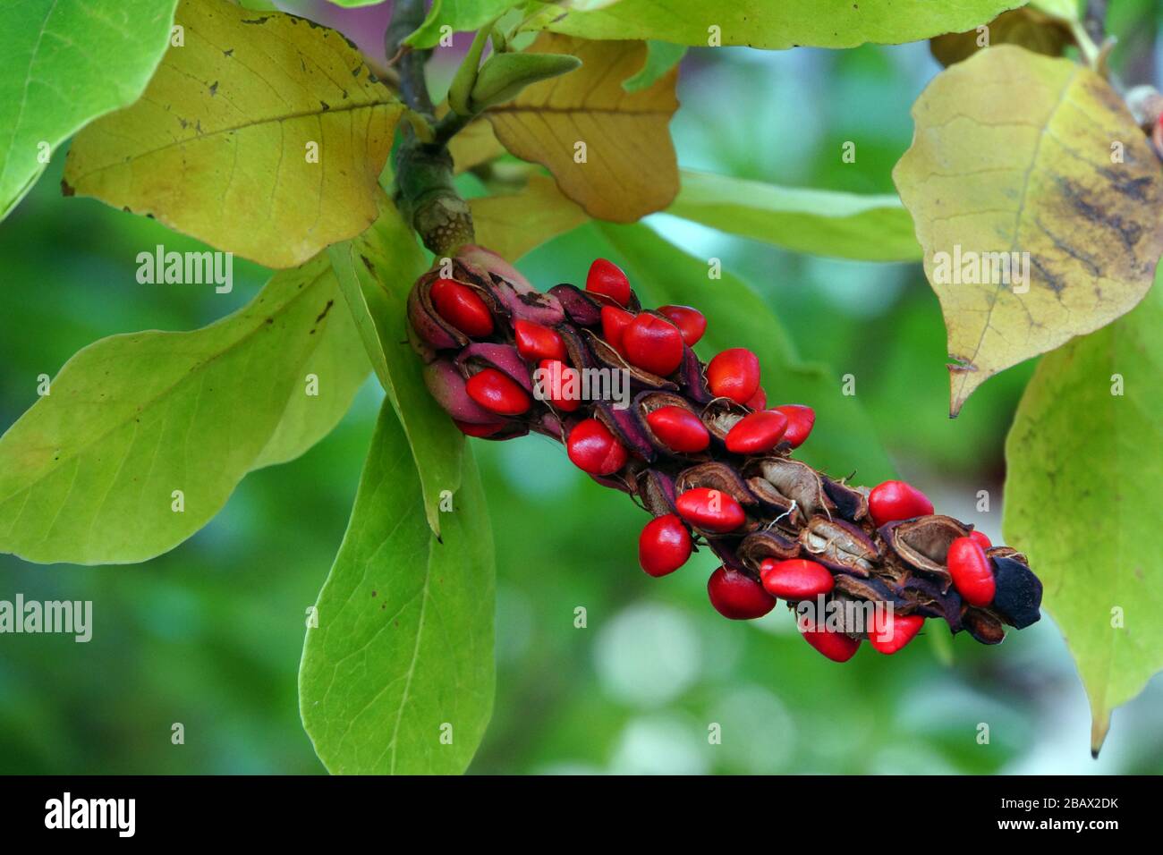 Fruchtstand einer Magnolie Stock Photo - Alamy