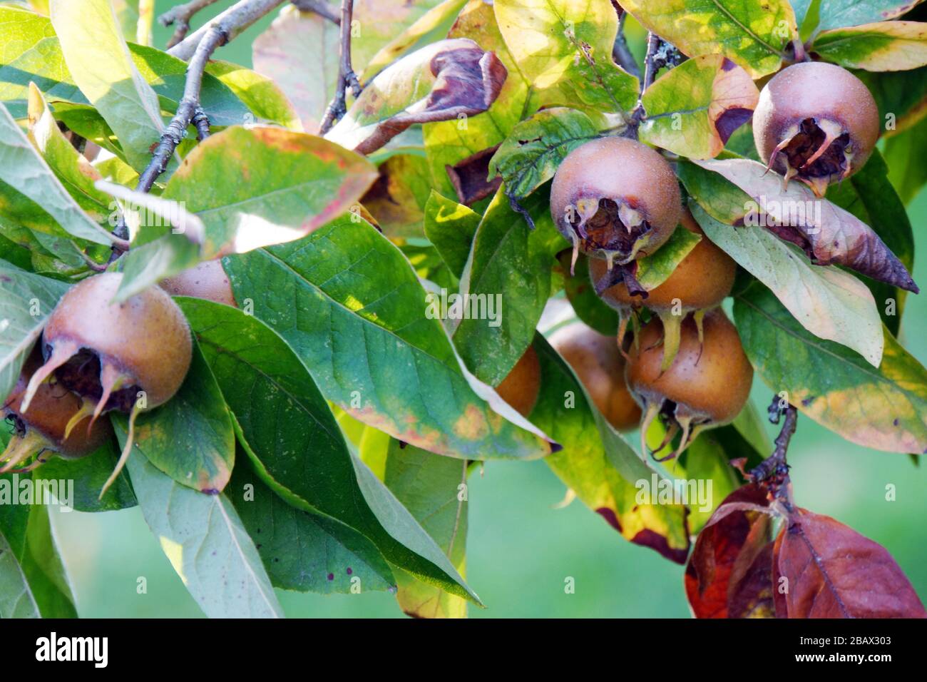 Früchte der Echte Mispel (Mespilus germanica), Rothenburg ob der Tauber ...