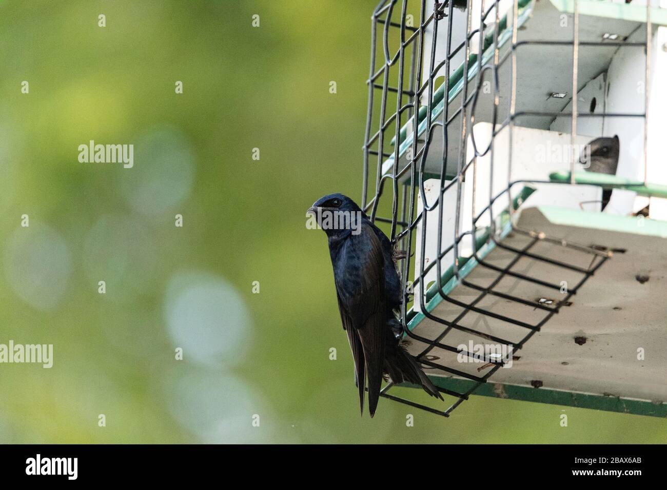 Purple martin Progne subis birds cluster into a birdhouse in Sarasota ...