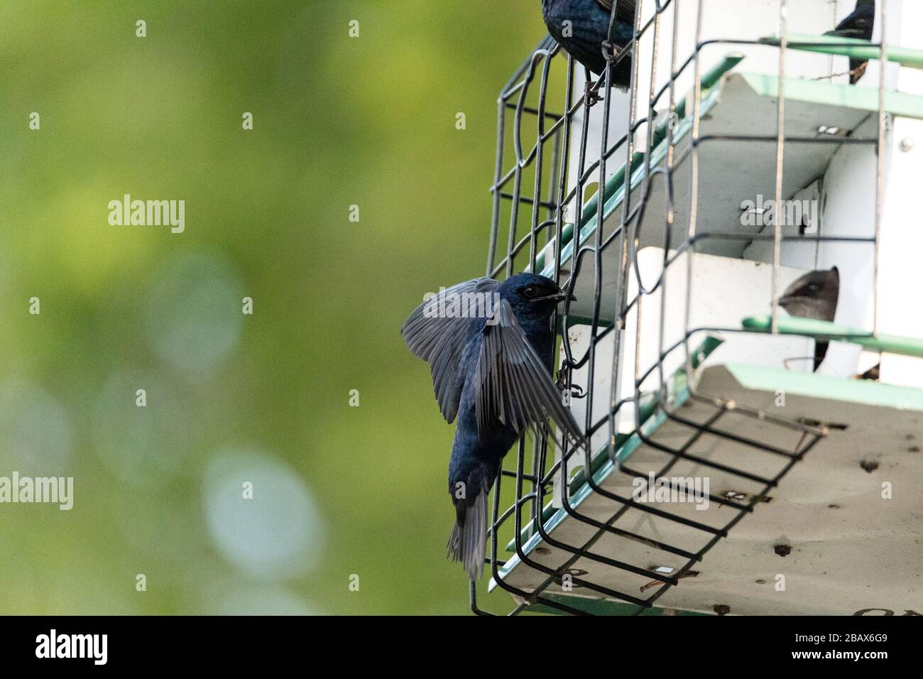 Purple martin bird florida hi-res stock photography and images - Alamy