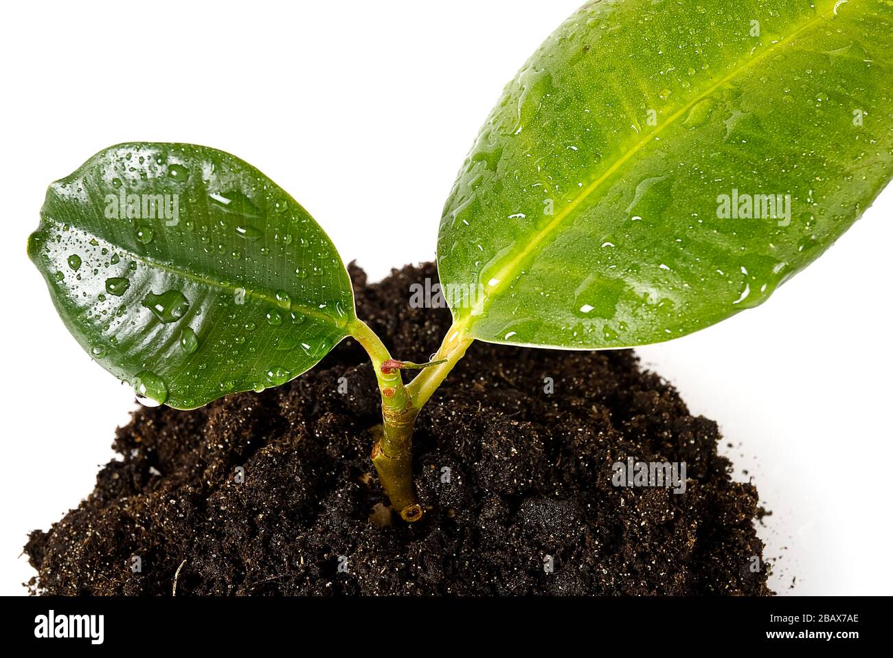young sprout of a ficus. eco concept future earth. home flower care ...