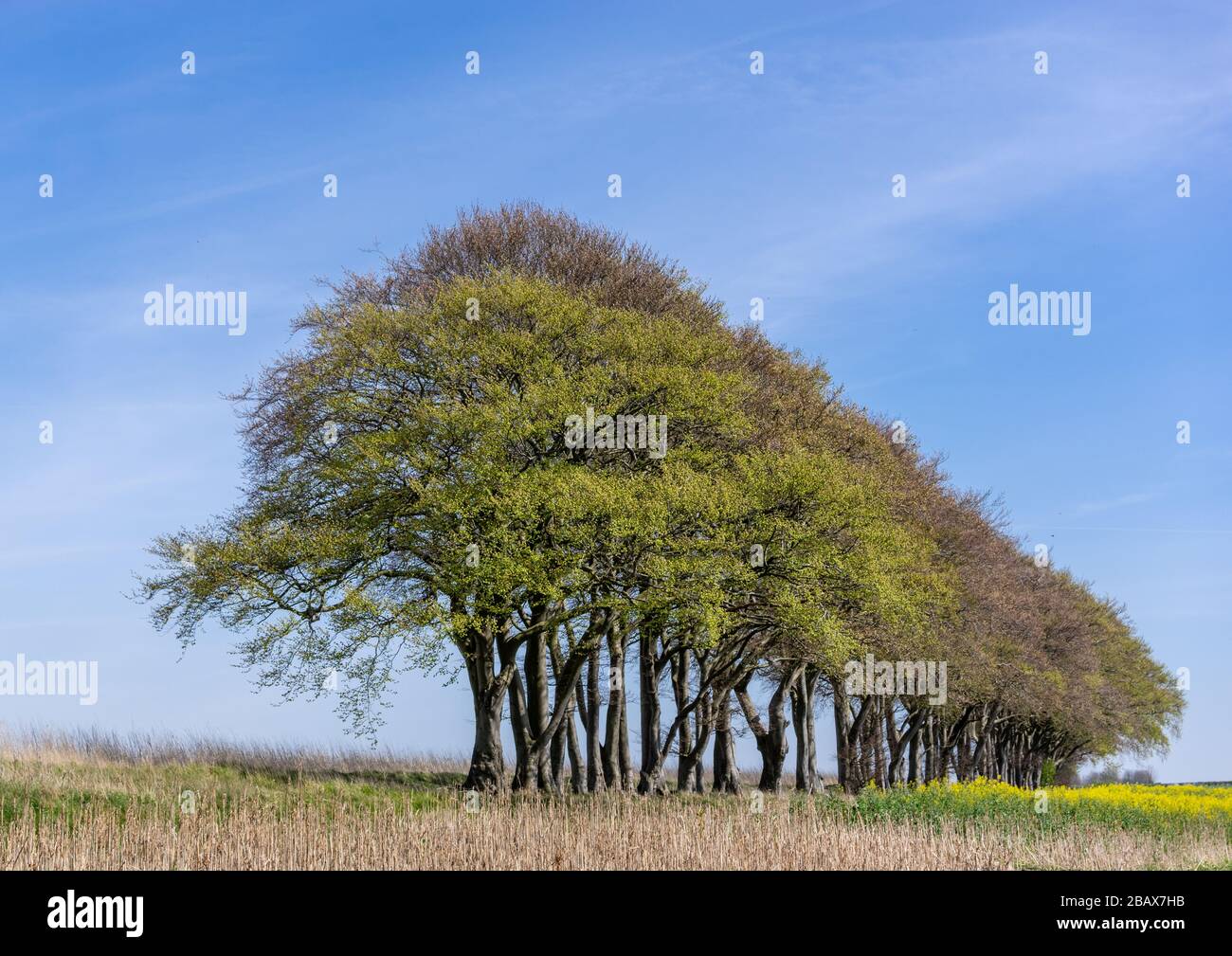A line of budding trees in spring on a sunny day with a blue sky Stock ...