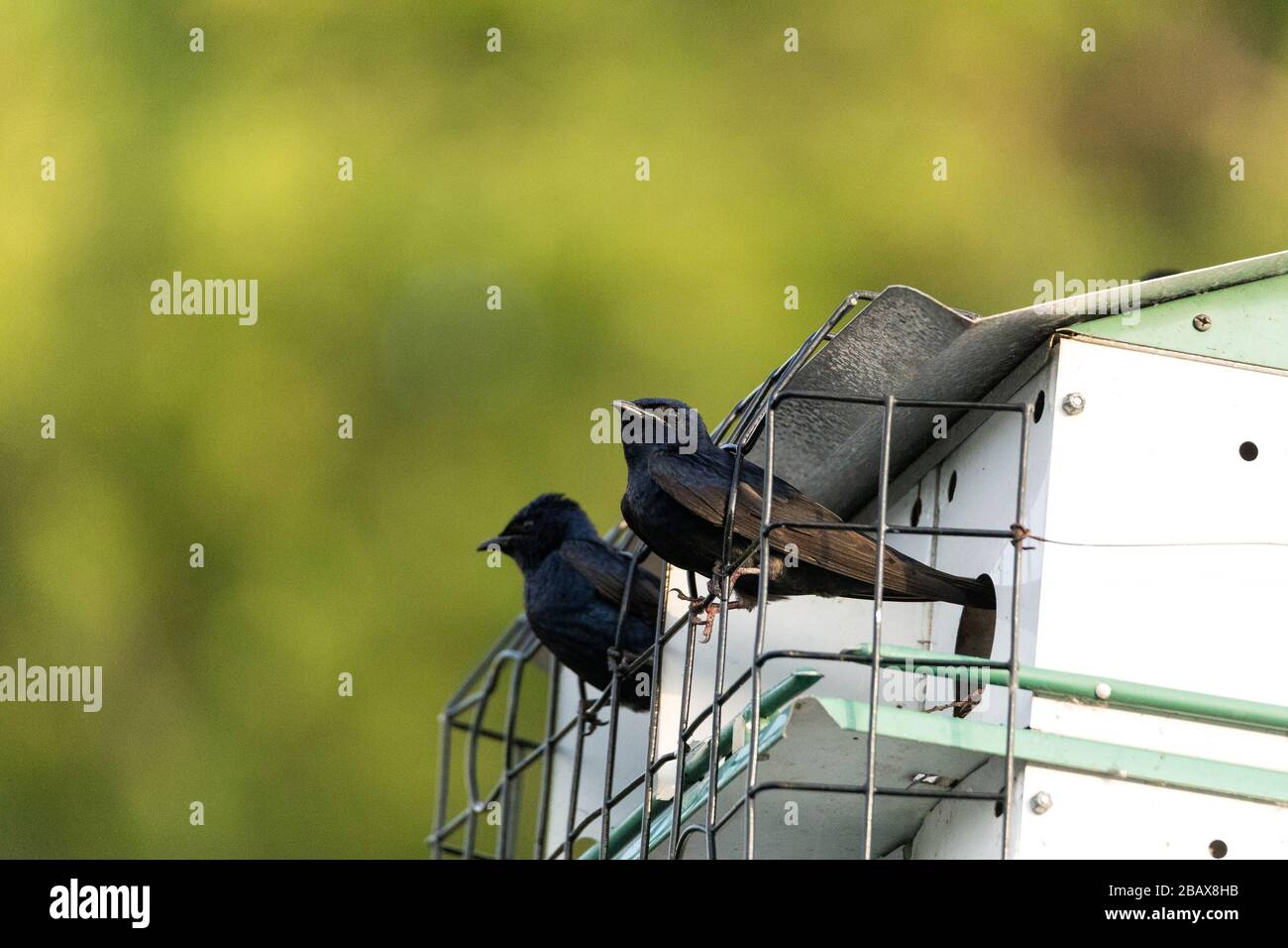Purple martin bird florida hi-res stock photography and images - Alamy