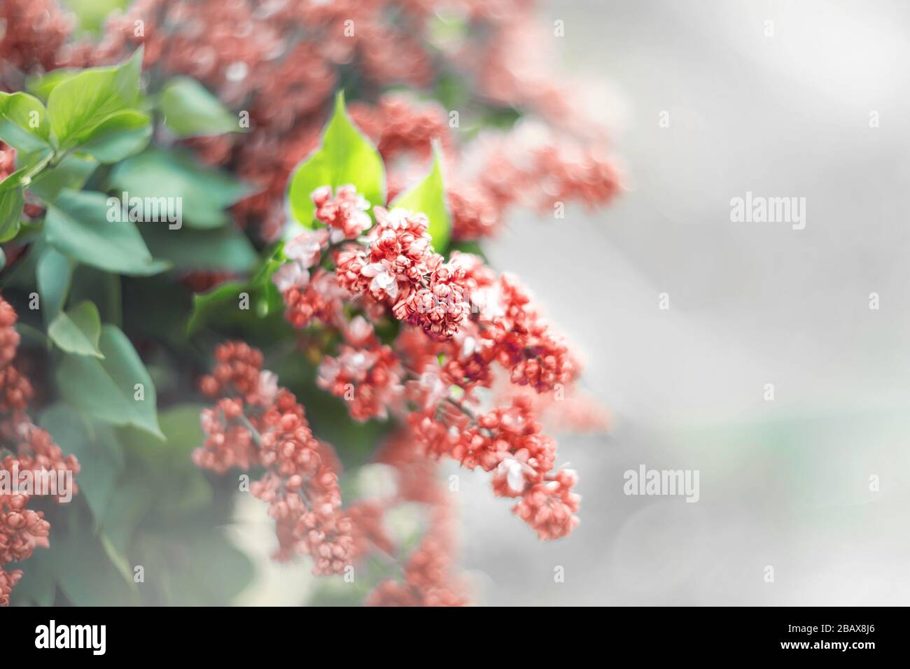 A beautiful bouquet of unusual red lilac selectively focuses on a ...