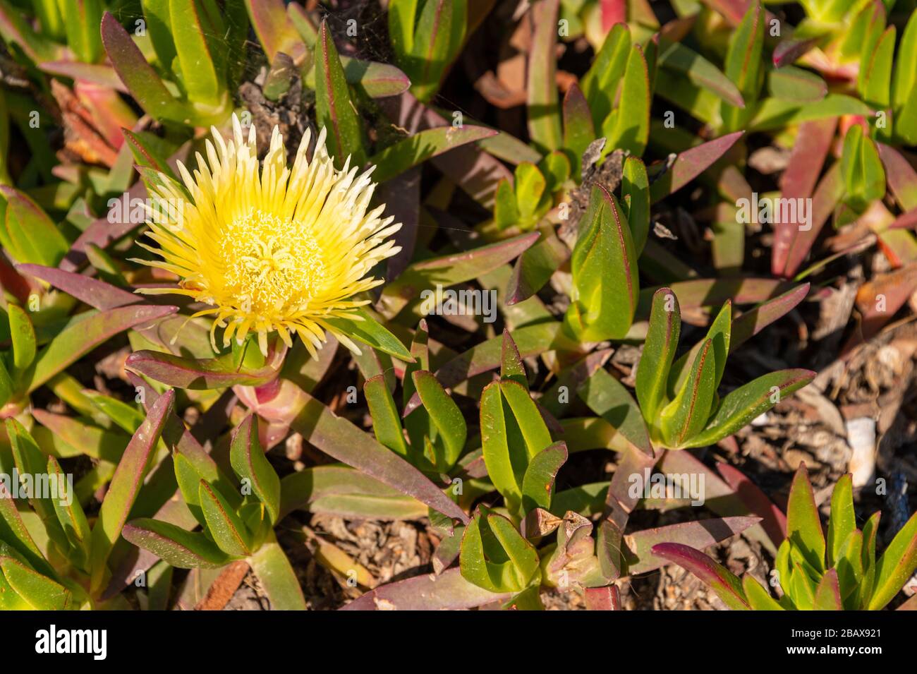 Carpobrotus edulis hi-res stock photography and images - Alamy