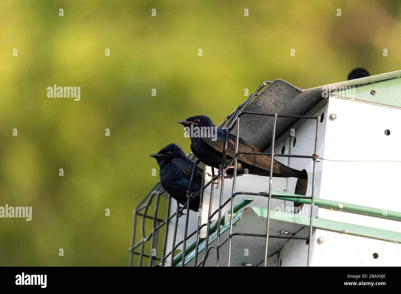Purple martin Progne subis birds cluster into a birdhouse in Sarasota ...