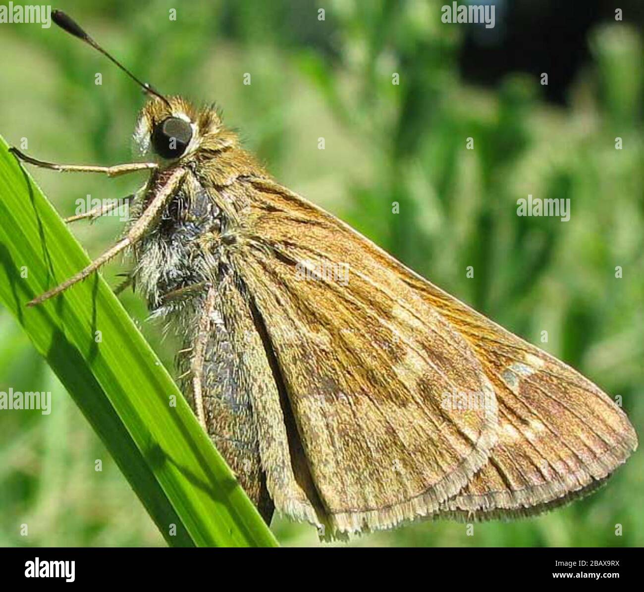 Sachem hi-res stock photography and images - Alamy