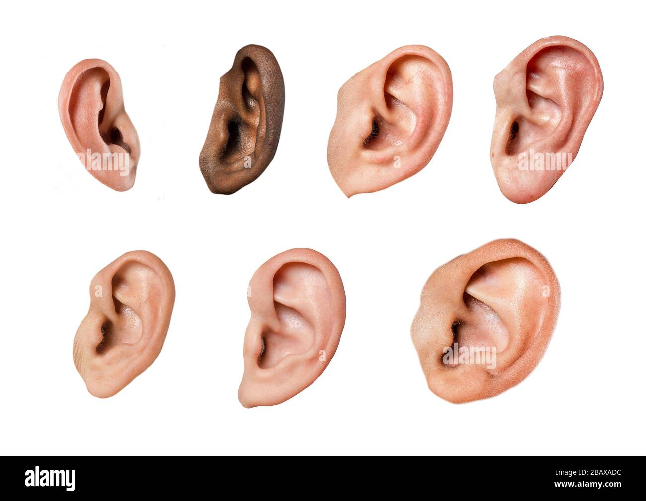 Human ear Cut Out Stock Images & Pictures - Alamy
