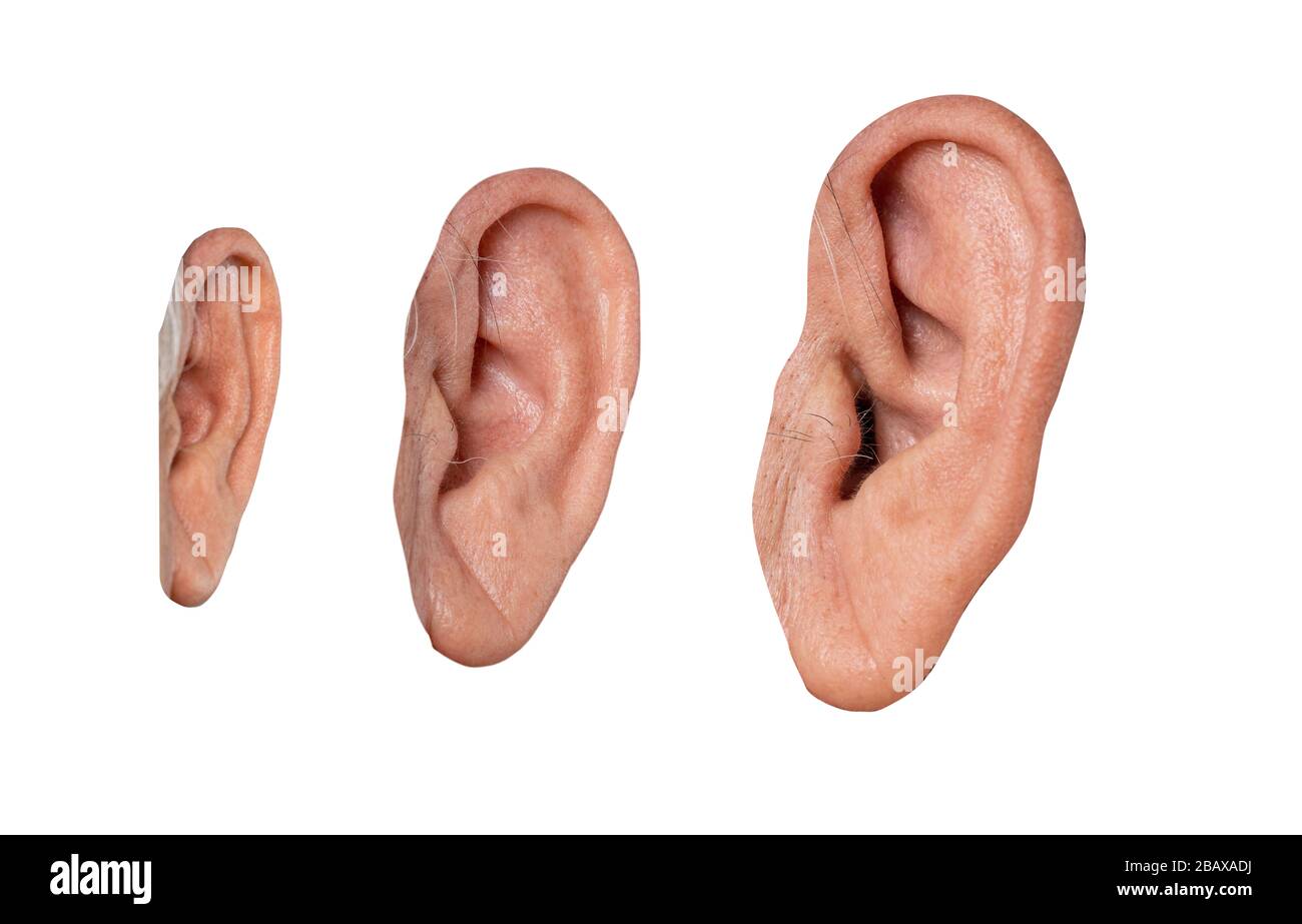 Human ear Cut Out Stock Images & Pictures - Alamy