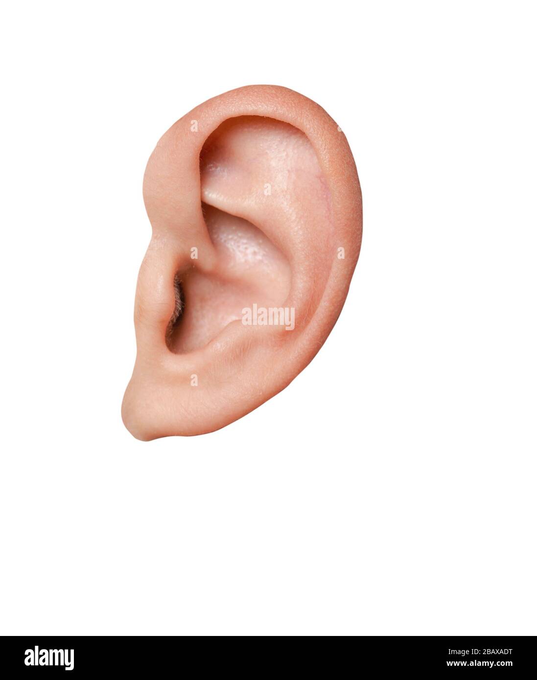 Human ear Cut Out Stock Images & Pictures - Alamy