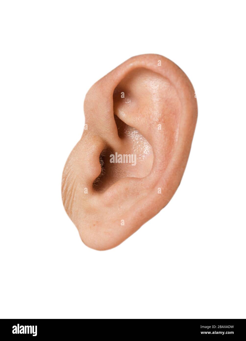 Human Ear Cut Out Stock Images & Pictures - Alamy