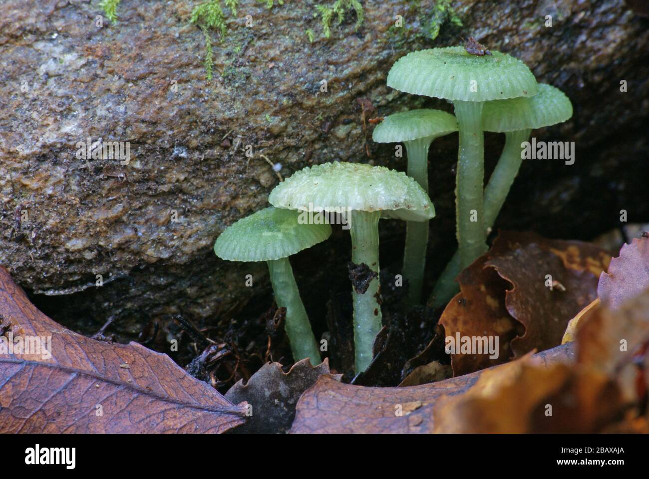Saprophytes High Resolution Stock Photography and Images - Alamy