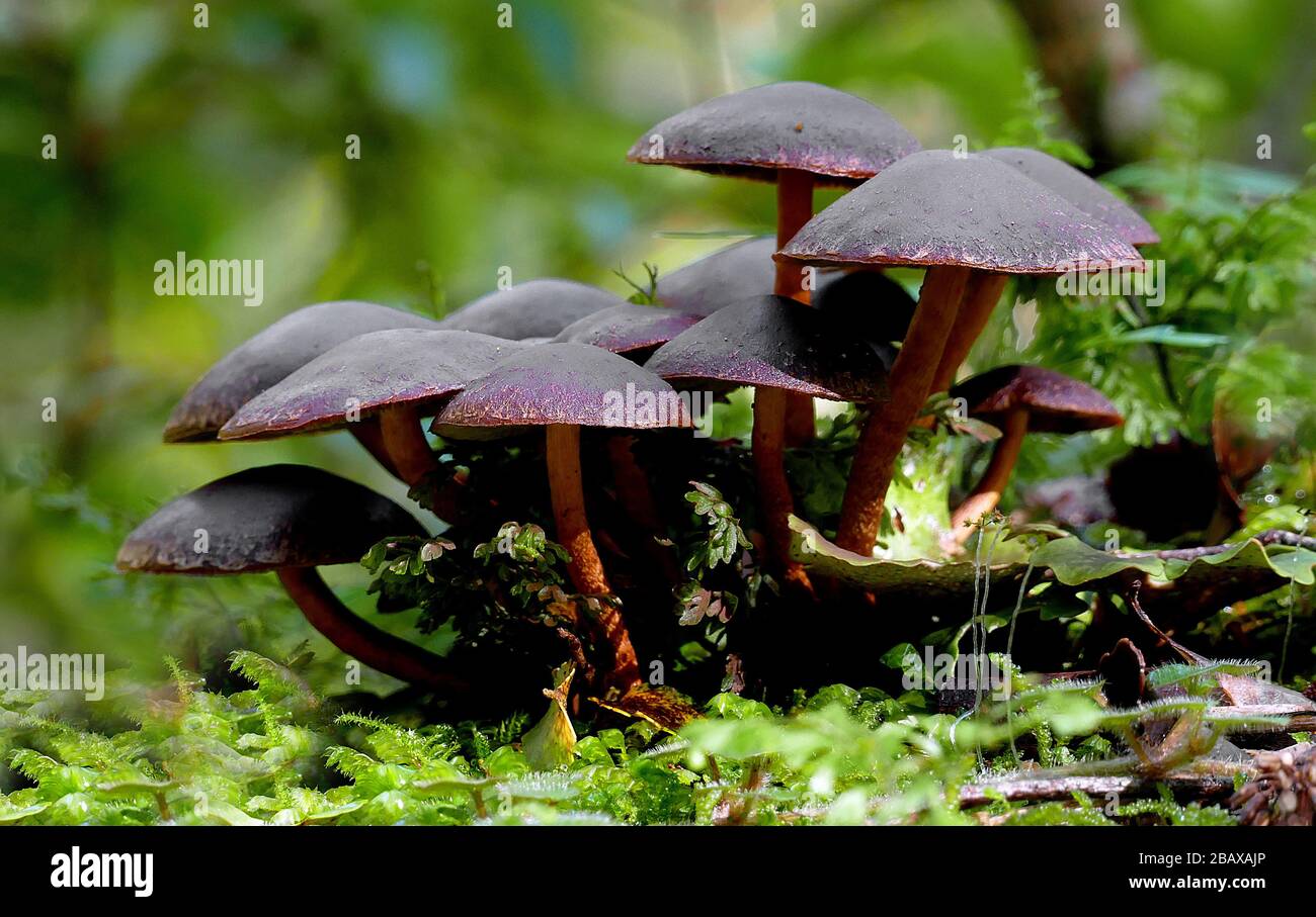 Brown spore print hi-res stock photography and images - Alamy