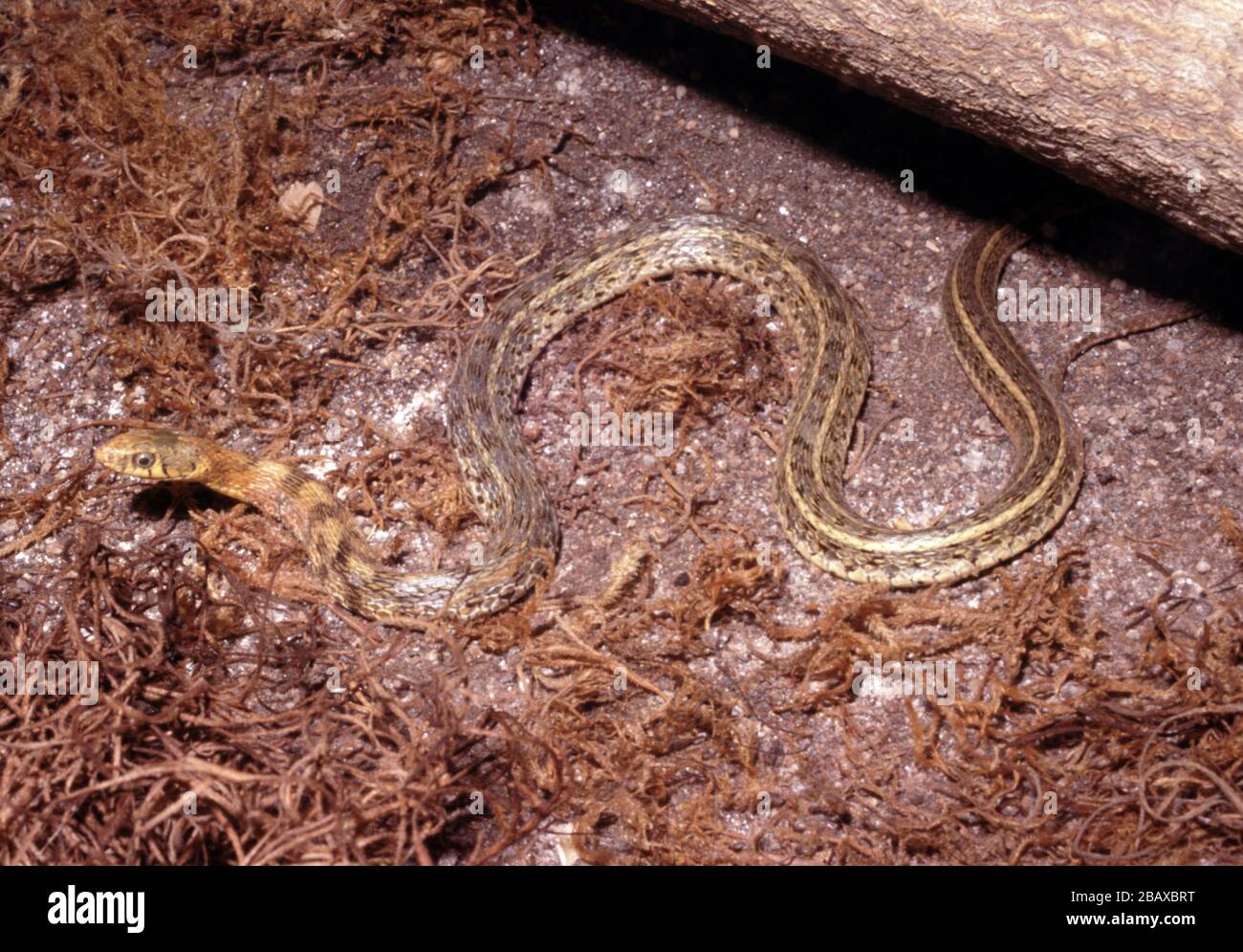 Striped keelback hi-res stock photography and images - Alamy
