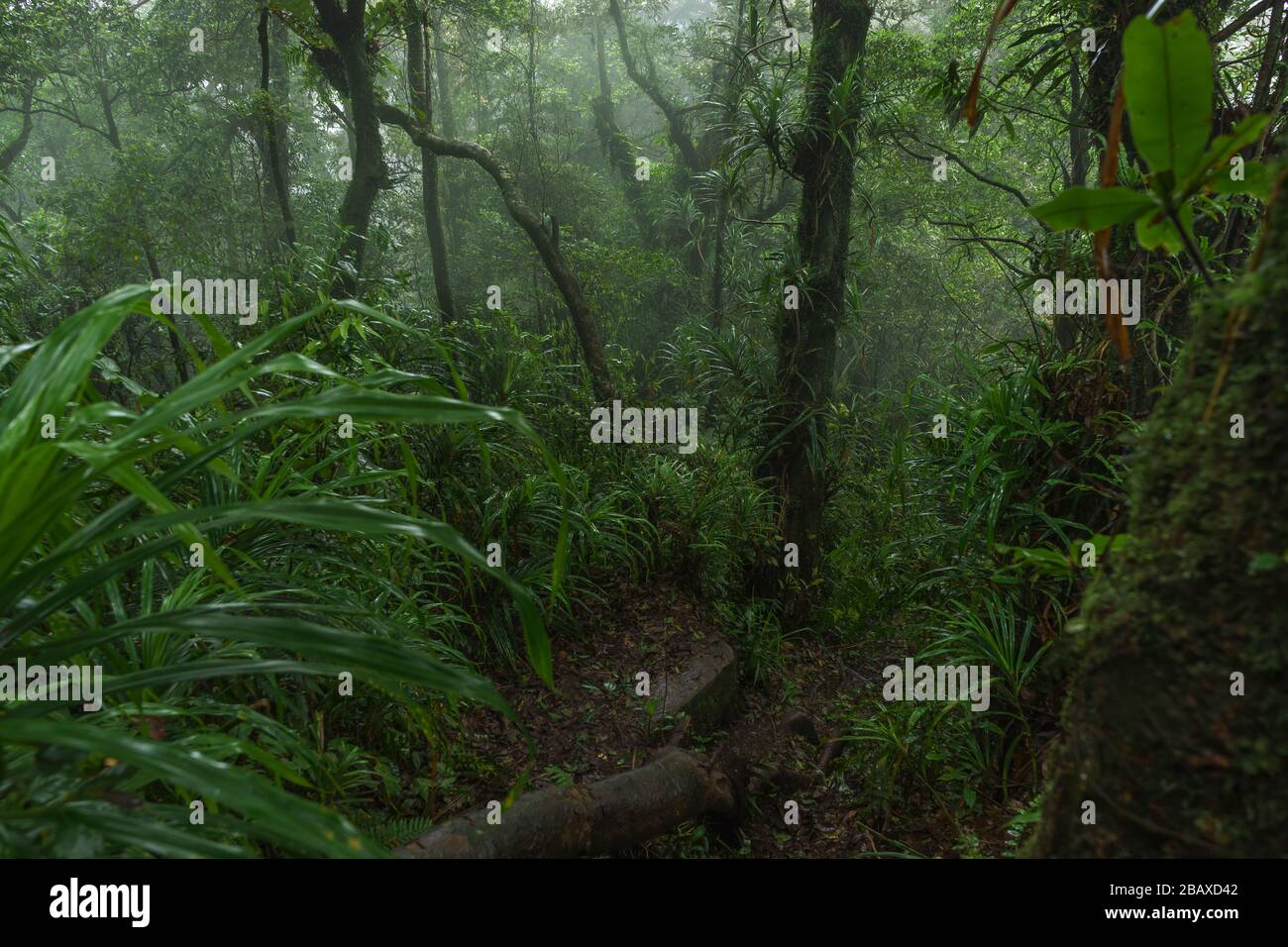 Dense jungle hi-res stock photography and images - Alamy