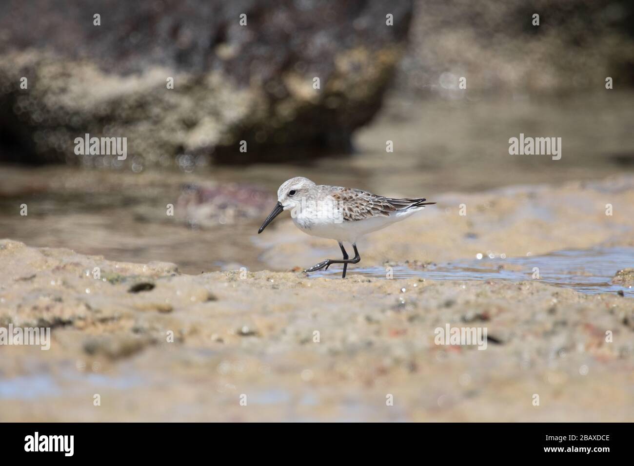Sanderling bird hi-res stock photography and images - Alamy