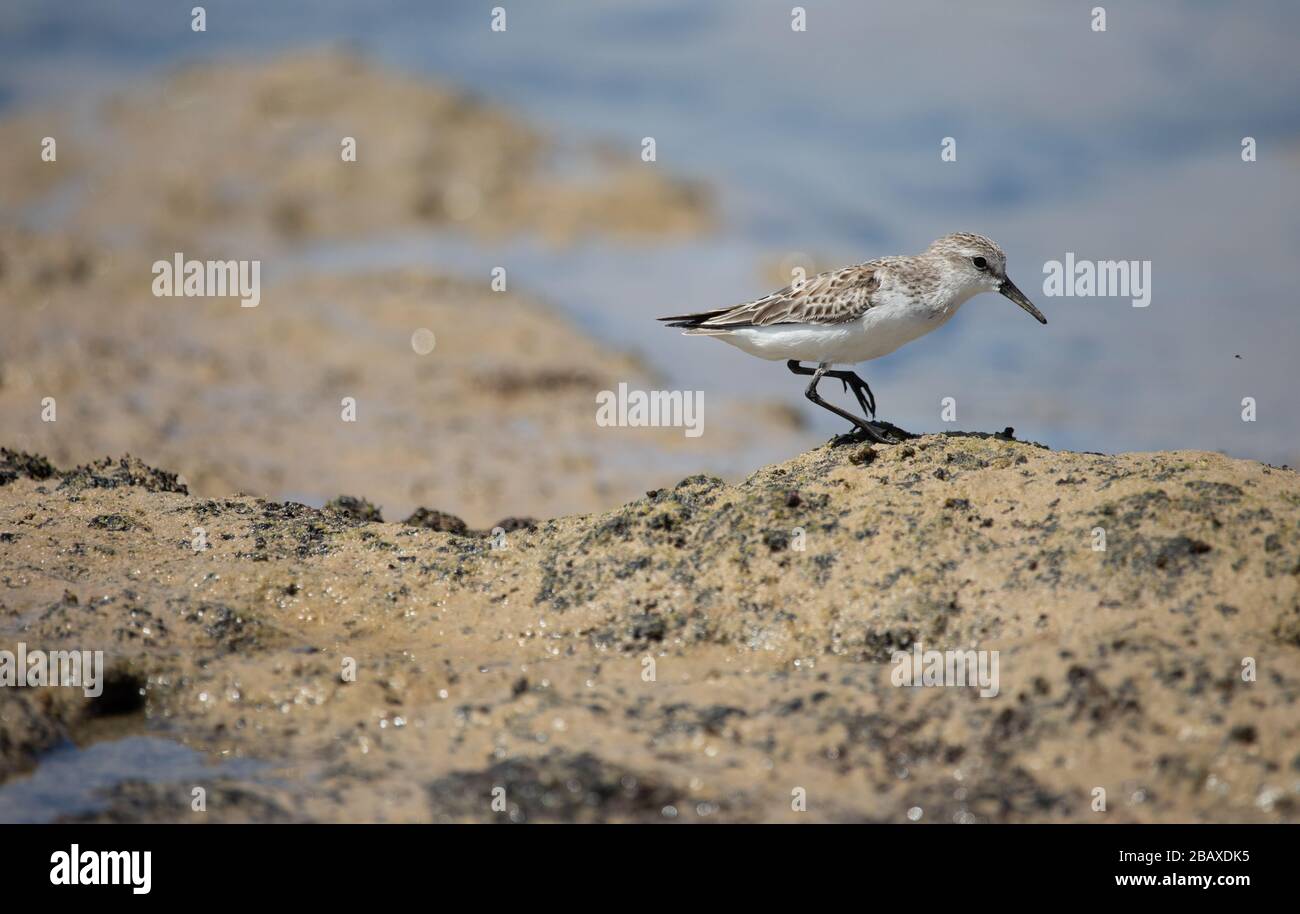 Sanderling bird hi-res stock photography and images - Alamy