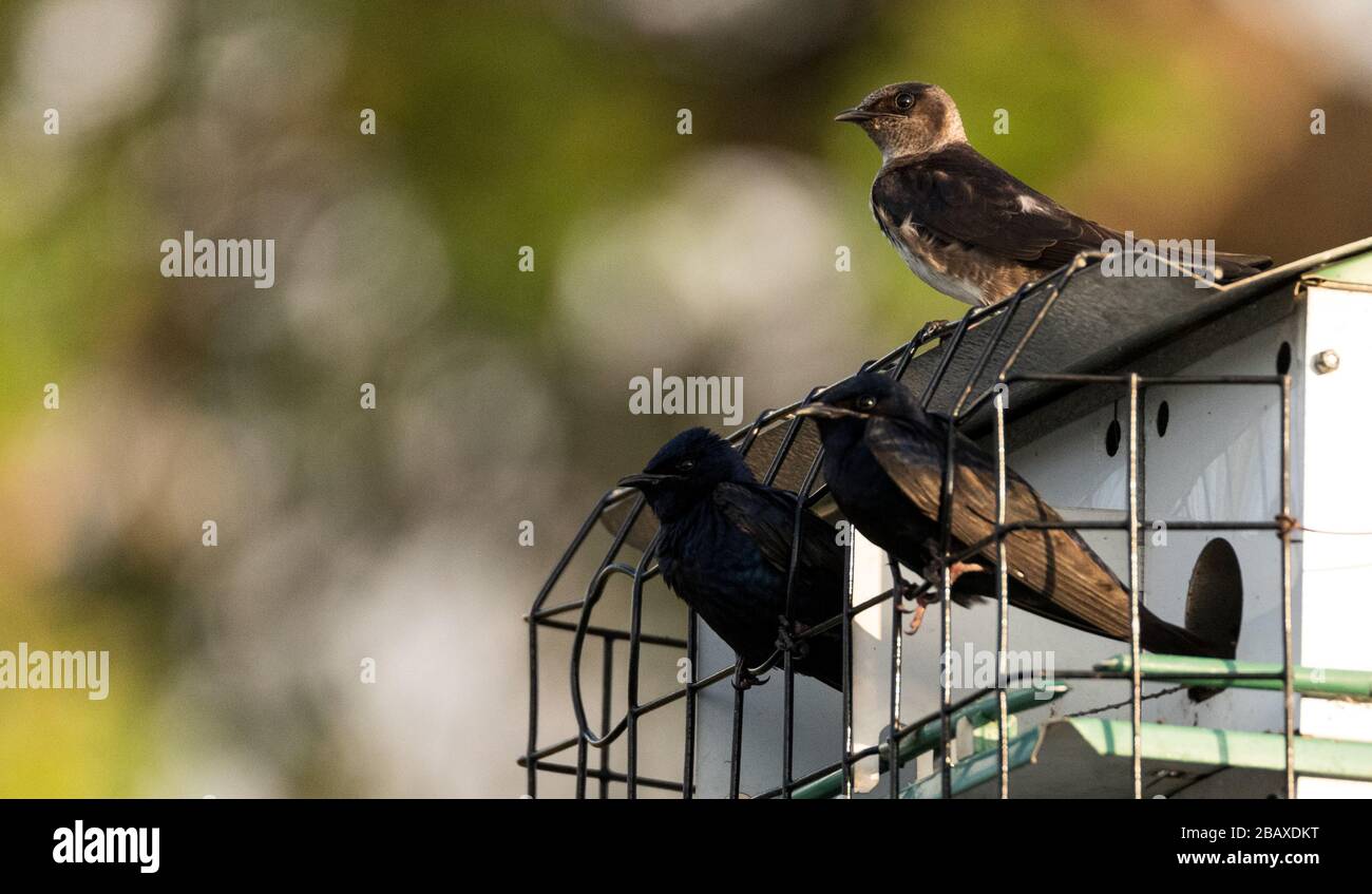 Purple martin Progne subis birds cluster into a birdhouse in Sarasota ...