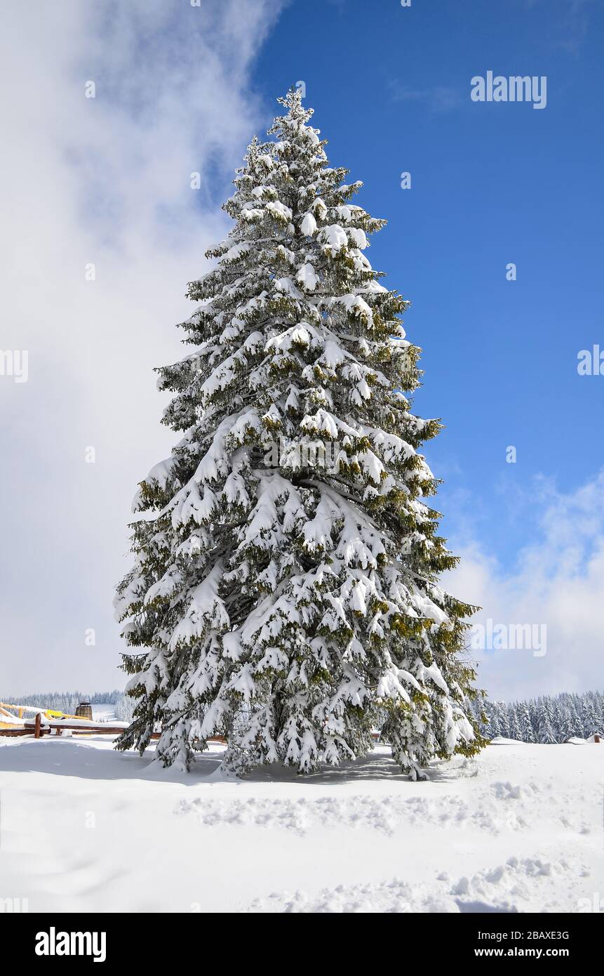 Big fir tree hi-res stock photography and images - Alamy