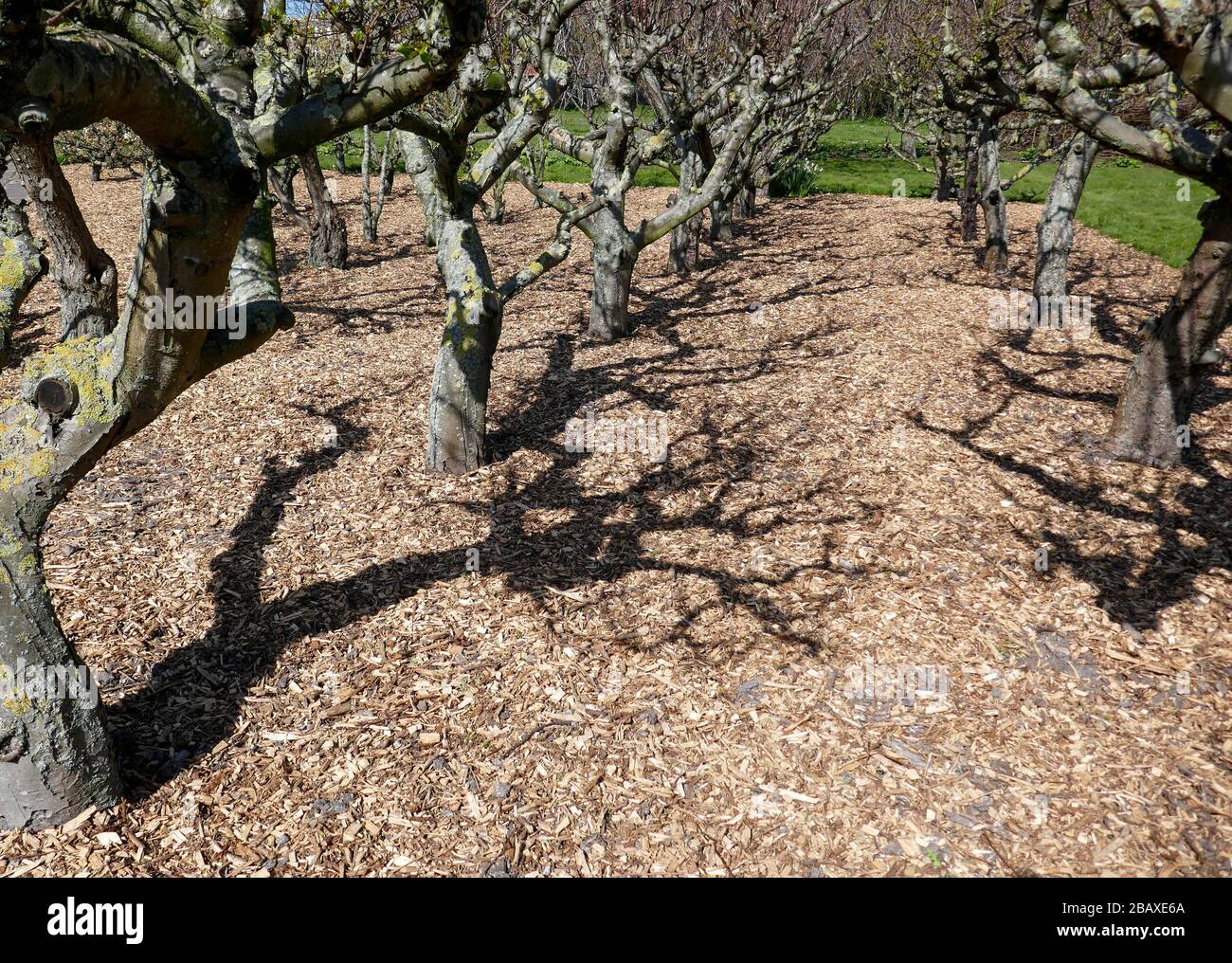 Row of fruit trees hi-res stock photography and images - Alamy