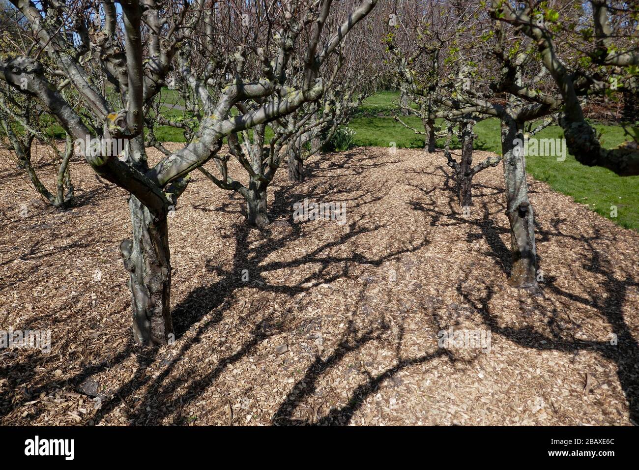 row of fruit trees in spring in Holland Stock Photo - Alamy