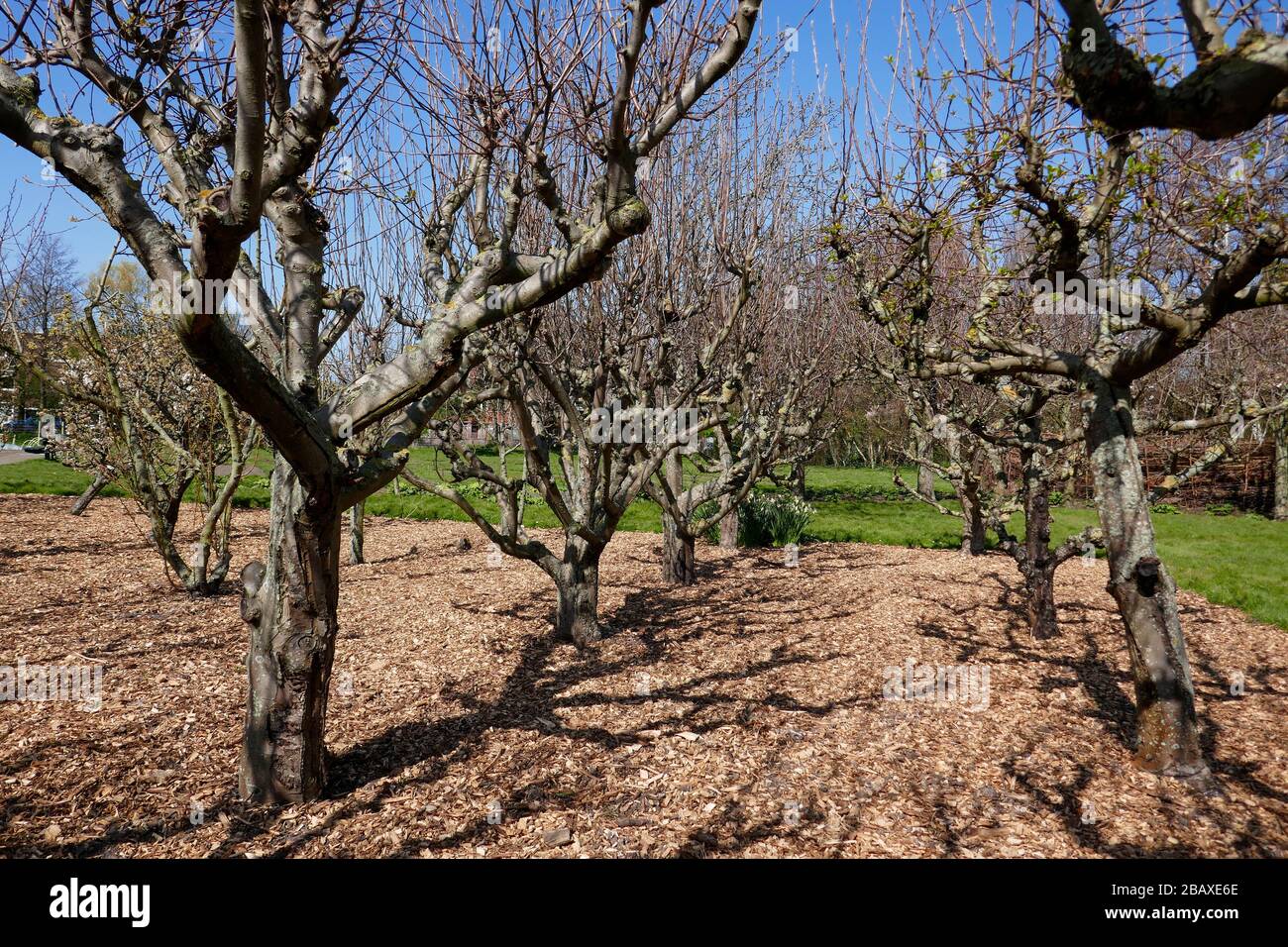 Tropical fruit trees hi-res stock photography and images - Alamy