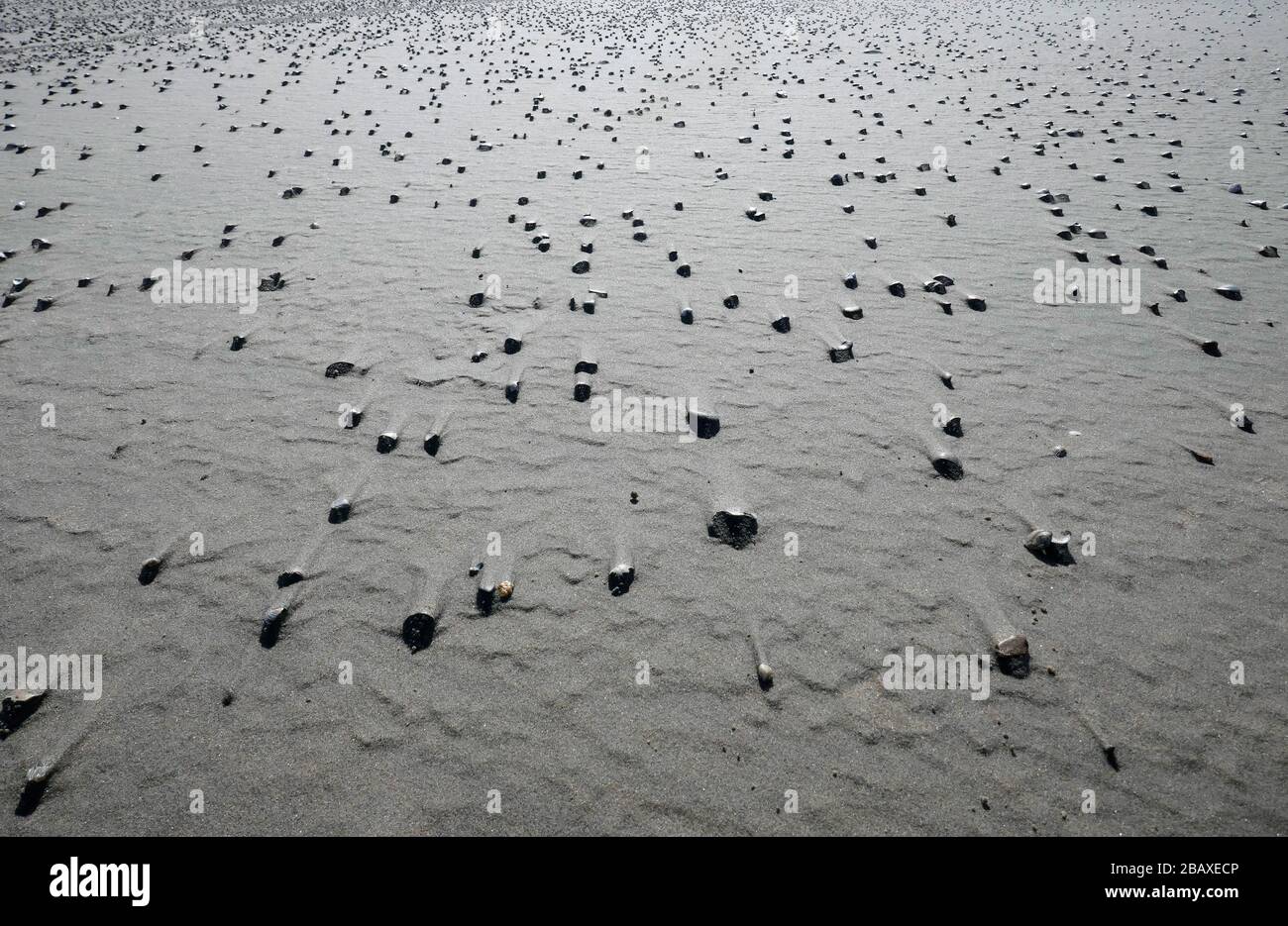 close up of pebbles at the beach Stock Photo - Alamy