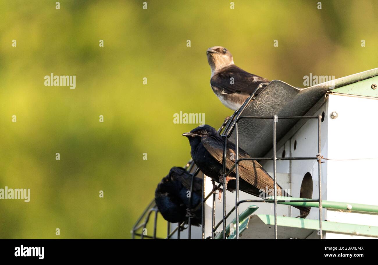 Purple martin bird florida hi-res stock photography and images - Alamy