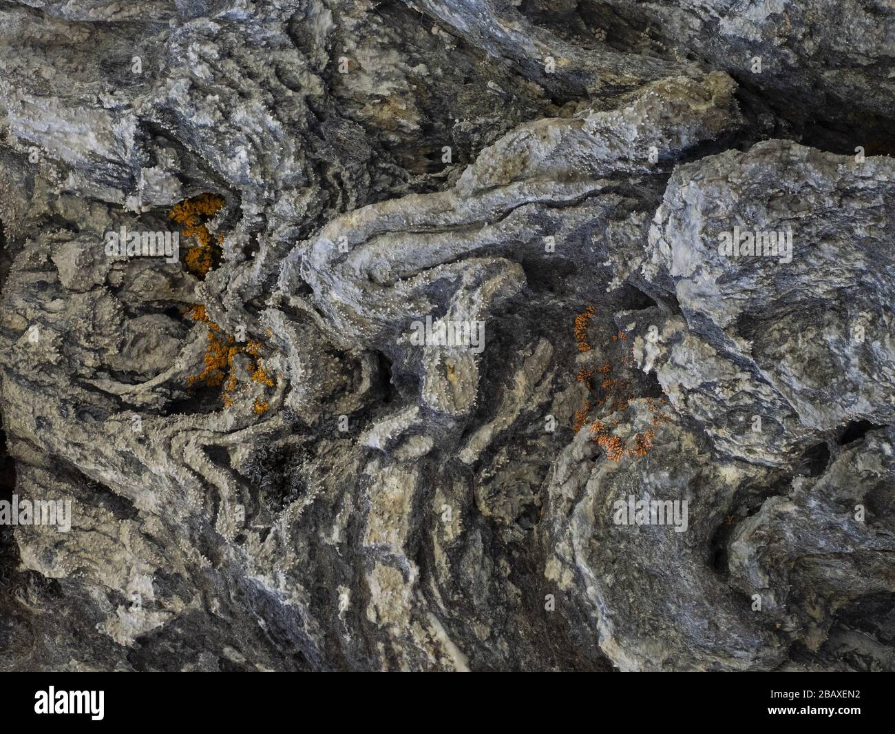 detail of wrinkled and striated rock with reddish lichen on Stock Photo ...