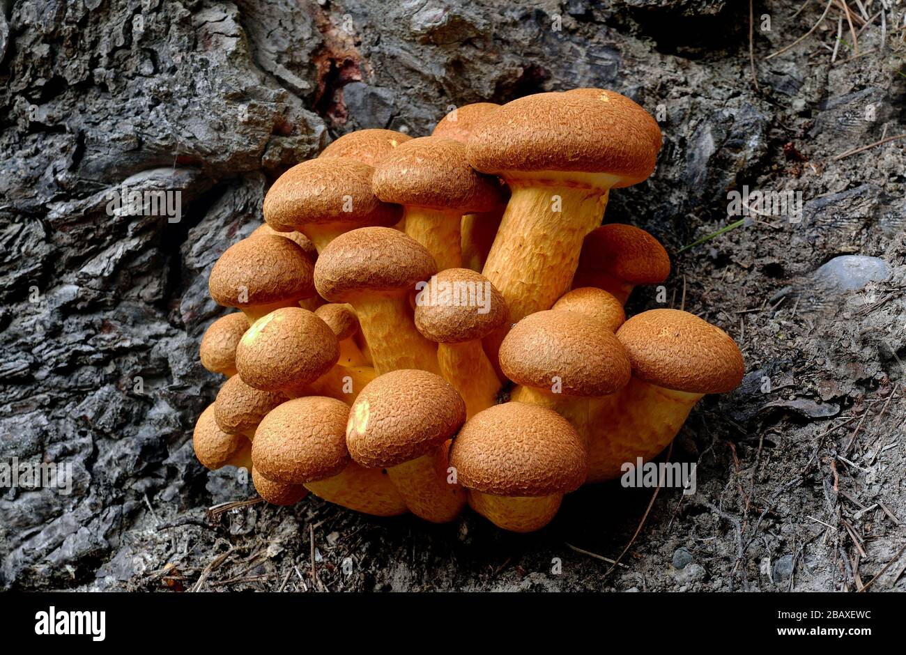 Yellow Spores On Wood at Petra Webster blog